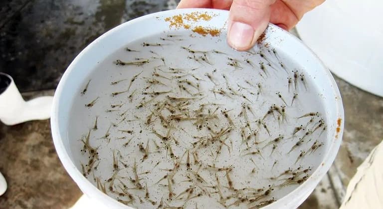 6 Steps of Shrimp Fry Stocking Using Conical Tanks | JALA Blog