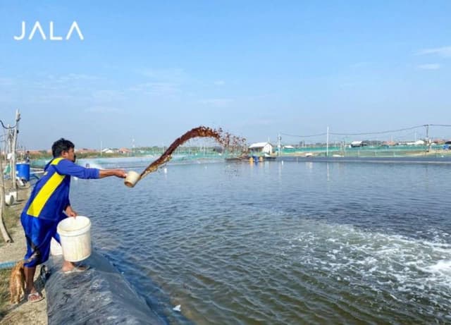High-Quality Feed for Shrimp Growth | JALA Blog
