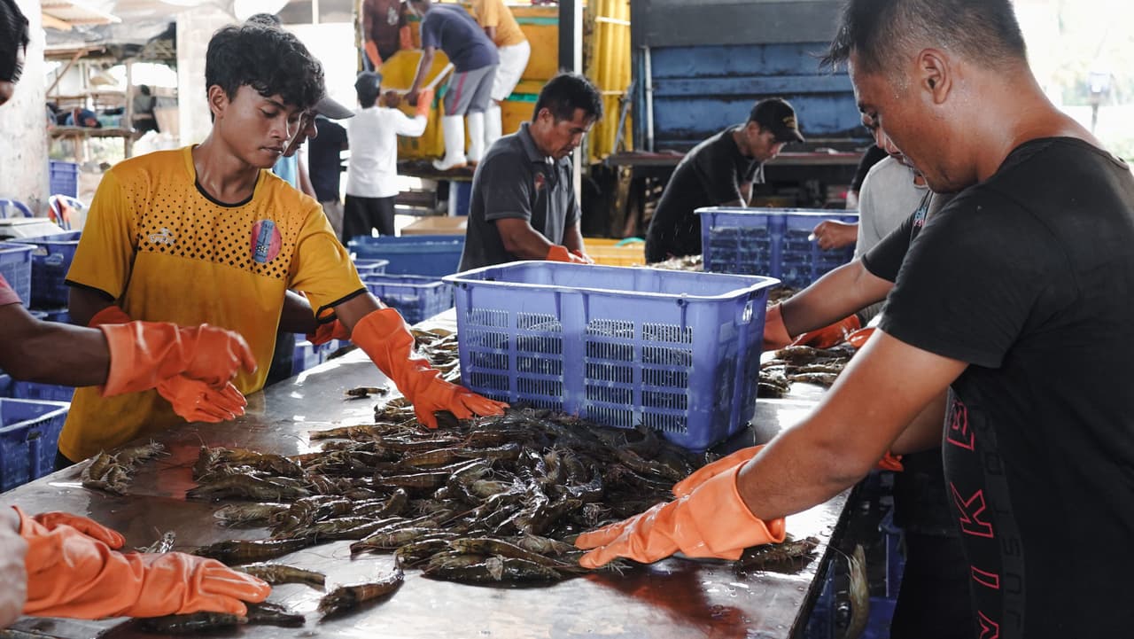 Solusi end-to-end Budidaya Udang | JALA